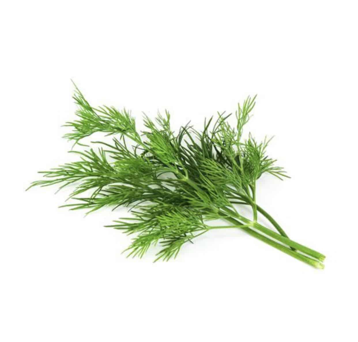 Dill - Grobrix