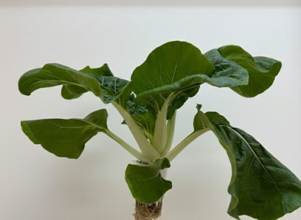 Pak Choy Fan - Grobrix